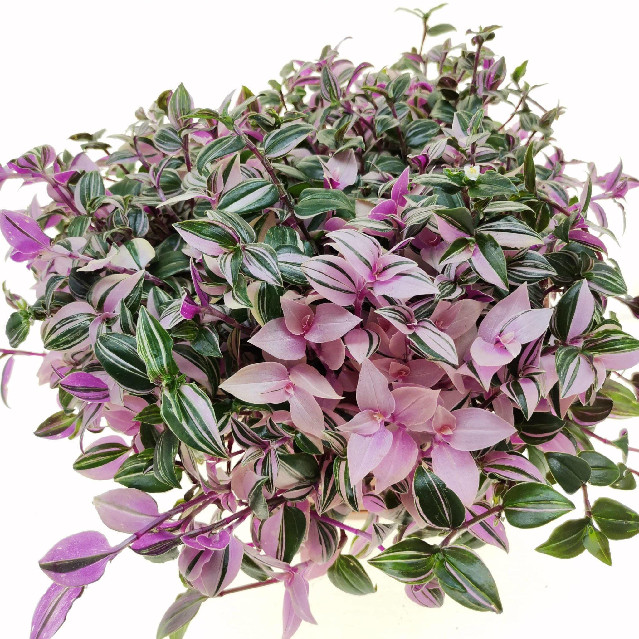 Tradescantia indoors. Types and varieties with photos. Care and treatment